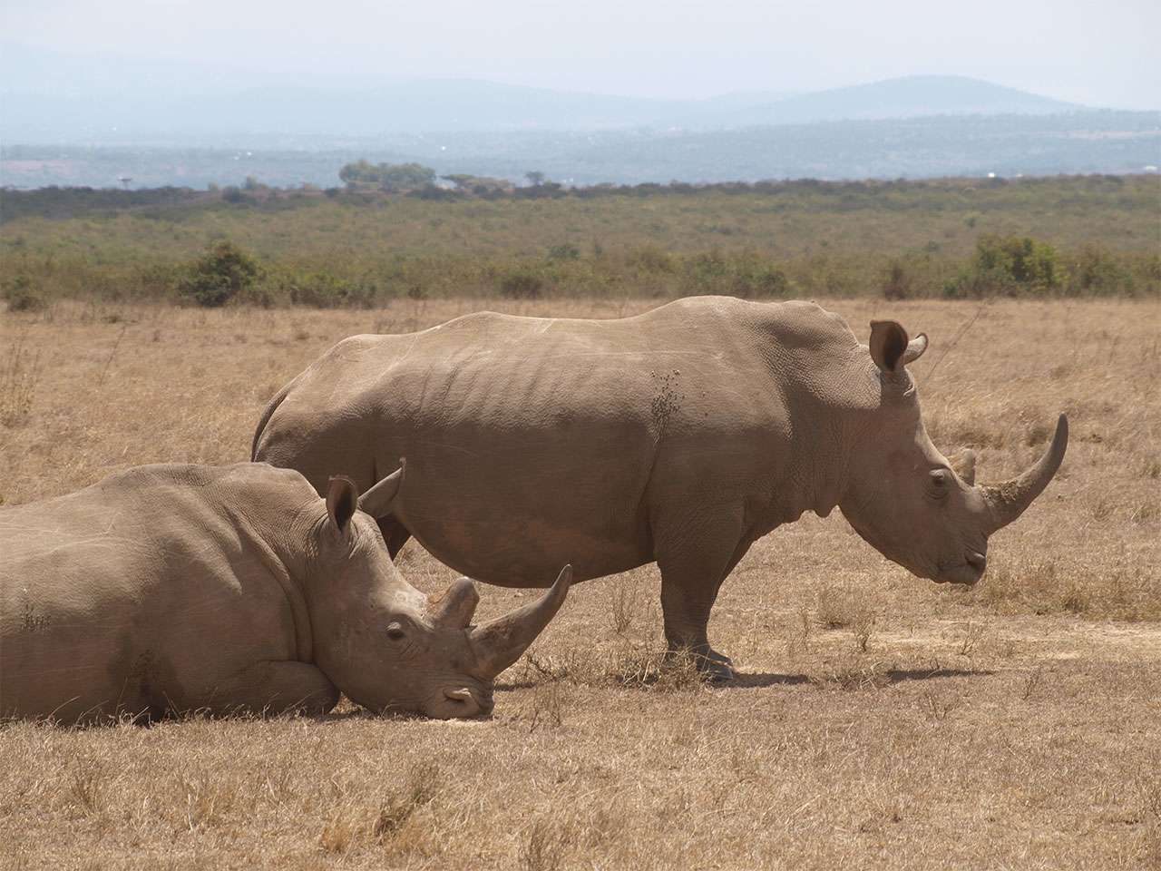 Solio Ranch - Enjoy Collection Tours and Safaris