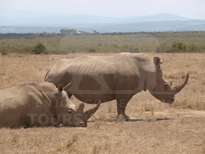 Solio Ranch - Enjoy Collection Tours and Safaris
